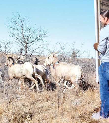 Bighorns for Fort Berthold | News, Sports, Jobs - Minot Daily News